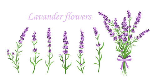 Lavender Vector Images (over 16,000)