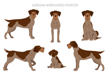 German wirehaired pointer clipart different poses Vector Image