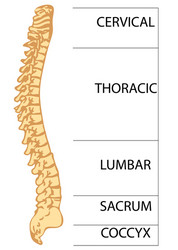 Human spine with name and description Royalty Free Vector
