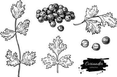 Coriander hand drawn set Royalty Free Vector Image