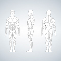 Human Outline Anatomy