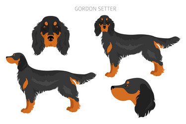 Gordon setter clipart different poses coat colors Vector Image