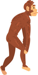 Biology human evolution stages evolutionary Vector Image