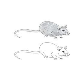 Rat Engraving Vector Images (over 280)