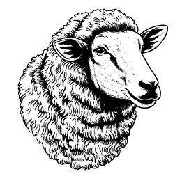 Sheep head portrait drawing Royalty Free Vector Image