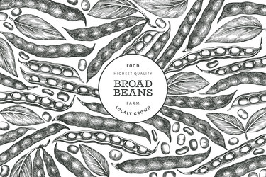 Hand drawn broad beans design template organic Vector Image