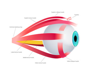 Extraocular muscles anatomy Royalty Free Vector Image
