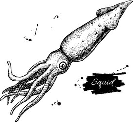 Squid Fish Vector Images (over 10,000)