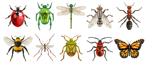 Realistic insects icon set Royalty Free Vector Image