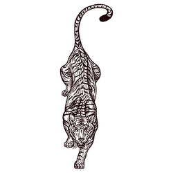 Tiger walking engraved in isolated white Vector Image