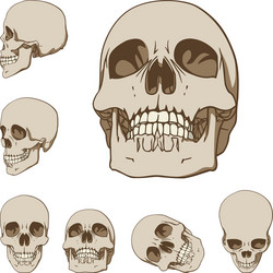 Skulls Vector Images (over 210,000)