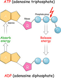 Absorb Vector Images (over 17,000)