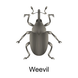 Weevil Vector Images (over 220)