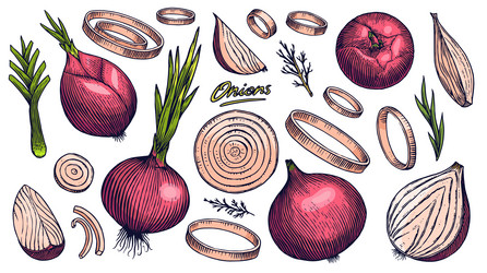 Onion Line Art Vector Images (over 2,400)