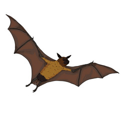 Cartoon flying fox Royalty Free Vector Image - VectorStock