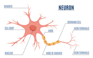 Brain synapse scheme infographics Royalty Free Vector Image