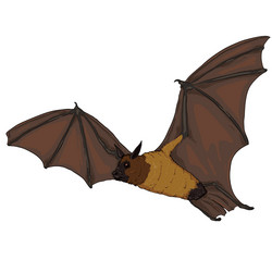 Cartoon flying fox Royalty Free Vector Image - VectorStock
