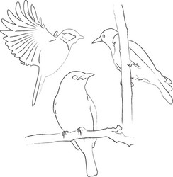 Line drawing bird on tree for kids painting art Vector Image