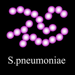 Pneumococci structure bacteria pneumococcus Vector Image