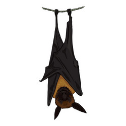Cartoon flying fox Royalty Free Vector Image - VectorStock