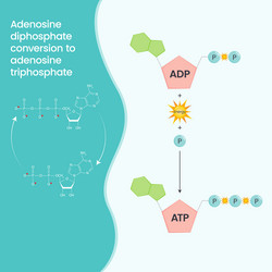 Adp vs atp Royalty Free Vector Image - VectorStock