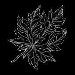 Beautiful detailed leaf botanical hand drawn Vector Image