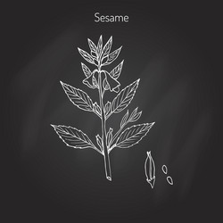 Sesame sesamum orientale Royalty Free Vector Image