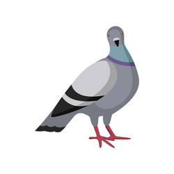 Cute colorful dove eating on white background Vector Image