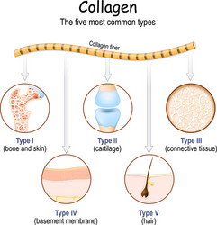 Collagen Skin Diagram Vector Images (over 260)