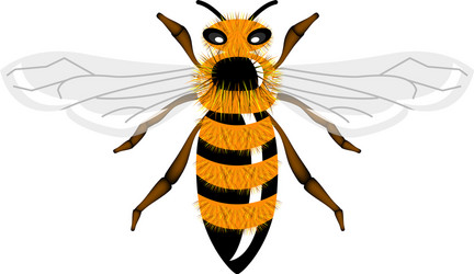 Bee insect outline for colouring Royalty Free Vector Image