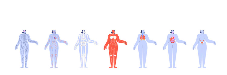 Human body systems Royalty Free Vector Image - VectorStock