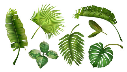 Realistic Leaf Vector Images (over 41,000)