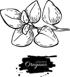 Drawing kava plant Royalty Free Vector Image - VectorStock