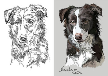 Border Collie Vector Images (over 810)