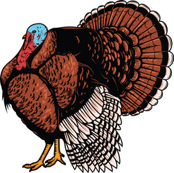 Turkey isolated on white background Royalty Free Vector