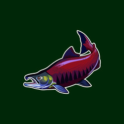 Salmon fish fishing template Royalty Free Vector Image