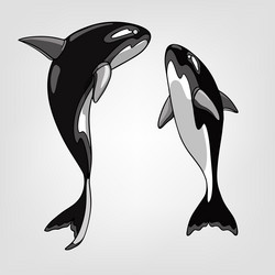 Orcas Vector Images (over 3,400)