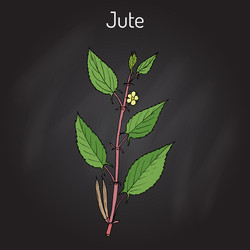 Jute Leaf Vector Images (85)