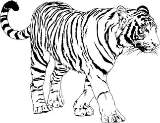 Tiger Outline Vector Images (over 8,700)