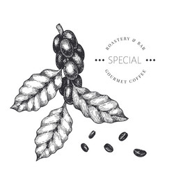 Coffee branch hand drawn isolated tree Royalty Free Vector