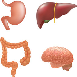 Realistic sick human organs set anatomy Royalty Free Vector