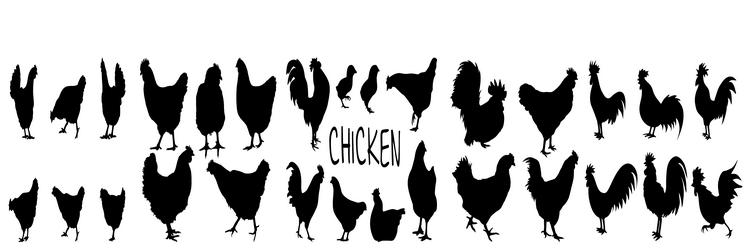 Free Chicken Vector Images (over 22,000)