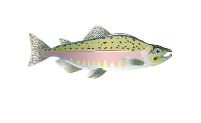 Sportfish Vector Images (over 140)