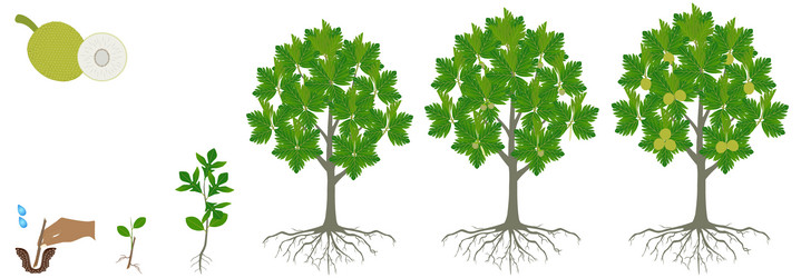 Fruit Tree Life Cycle Vector Images (over 180)