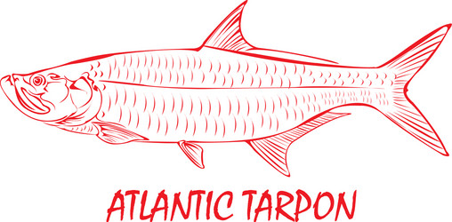Tarpon Fish Vector Images (98)