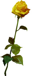 Yellow Rose Vector Images (over 12,000)