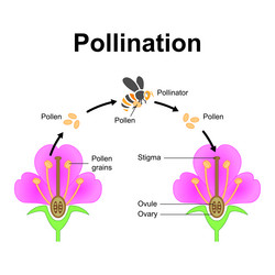 Diagram showing pollination with flower and bee Vector Image