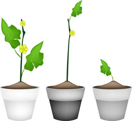 Fresh green ridged gorud on a plant Royalty Free Vector