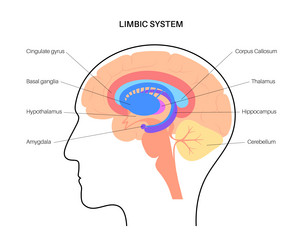 Human brain symbol anatomy in side view Royalty Free Vector