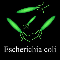 Bacillus Subtilis Vector Images (22)